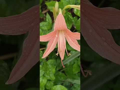 Style, Stigma, Filament, Anther  #youtubeshorts #flowers #partsofflower
