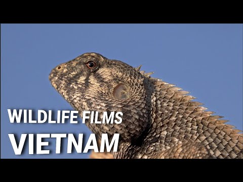 Changeable Lizards, Flower Mantis, Antlion (Distoleon tetragrammicus) - Wildlife Films Vietnam