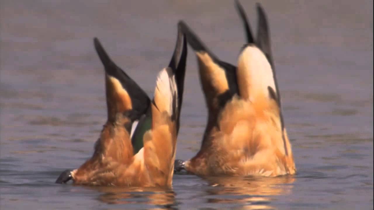 Ganges 2008 -  Episode 2 - BBC Documentary