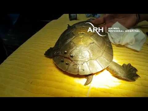 How to fix a broken turtle shell. – The Fish Vet's Blog