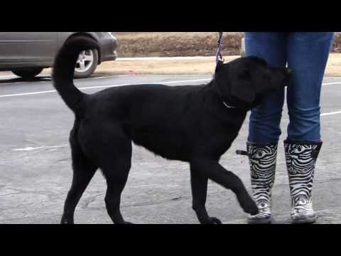 Licorice - Available for Adoption through Lucky Lab Rescue