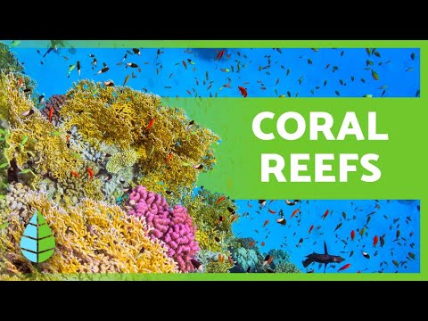 What are CORAL REEFS? ๐ฟ๐ (Types, Formation and Importance)