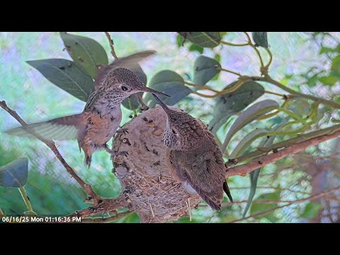 Feed Flappies and Preening on the Rim of the Nest. #babyhummingbird #babybird #hummingbird #nest