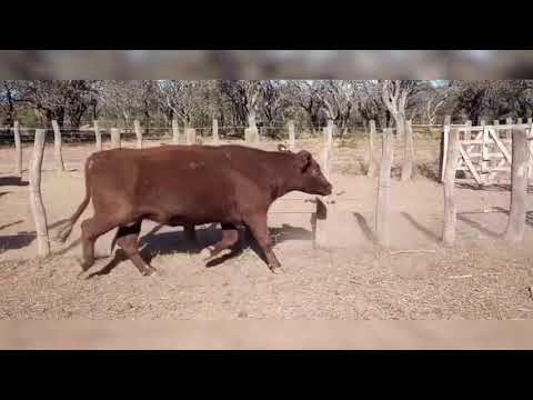 33 VACAS NUEVAS PREÑADAS LUAN TORO