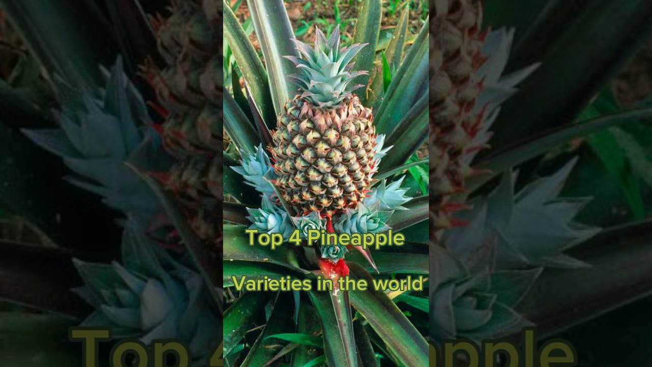 #{Top 4 Pineapple Varieties in the world}
