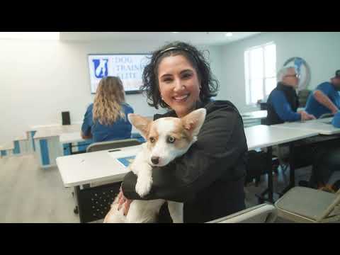 Franchise Owner Mashup 2 - Dog Training Elite - Elite, Award Winning Dog Training Services
