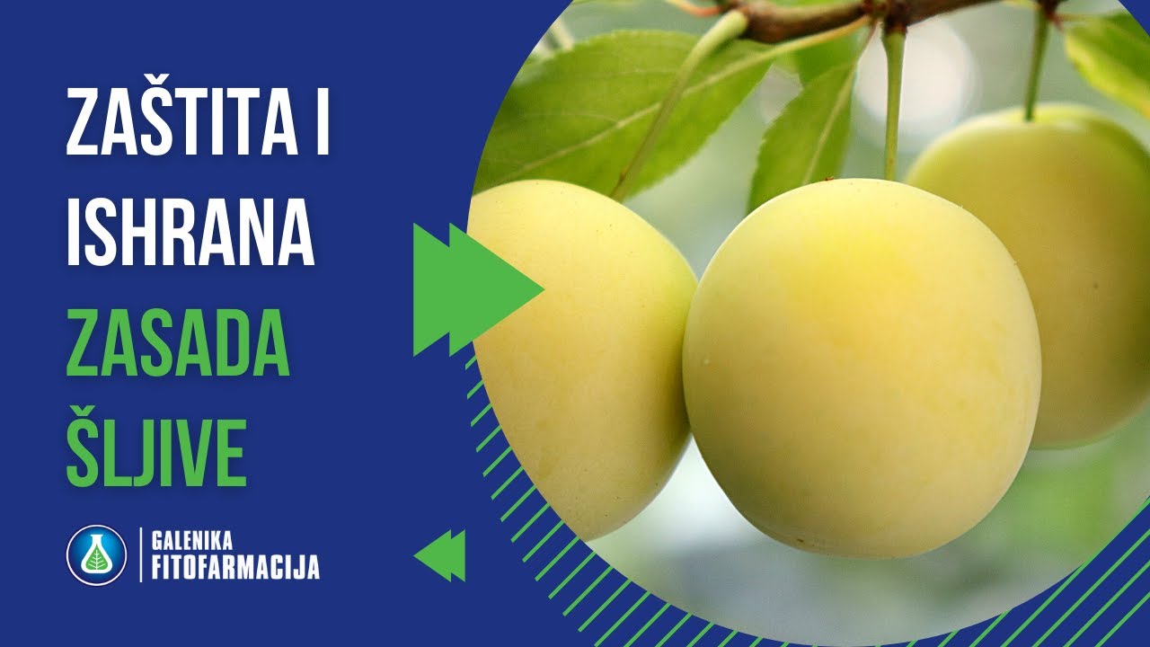 Aktuelna ZAŠTITA ŠLJIVE: Evo šta Preporučuju Stručnjaci Galenike-Fitofarmacije