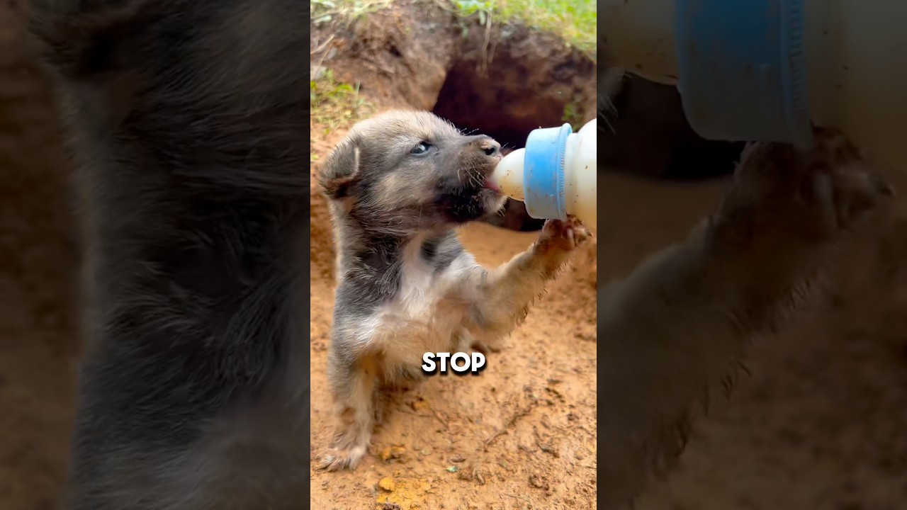 She Was Scared to Lose Another Puppy… 🥺