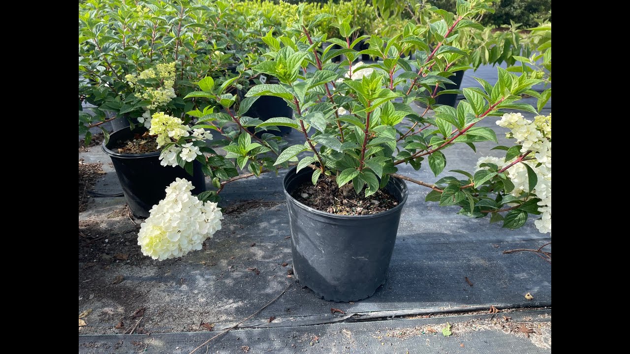 Pee Gee Hydrangea @Rhodes Nursery
