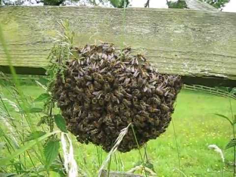 Bee Media | Bees in philosophy