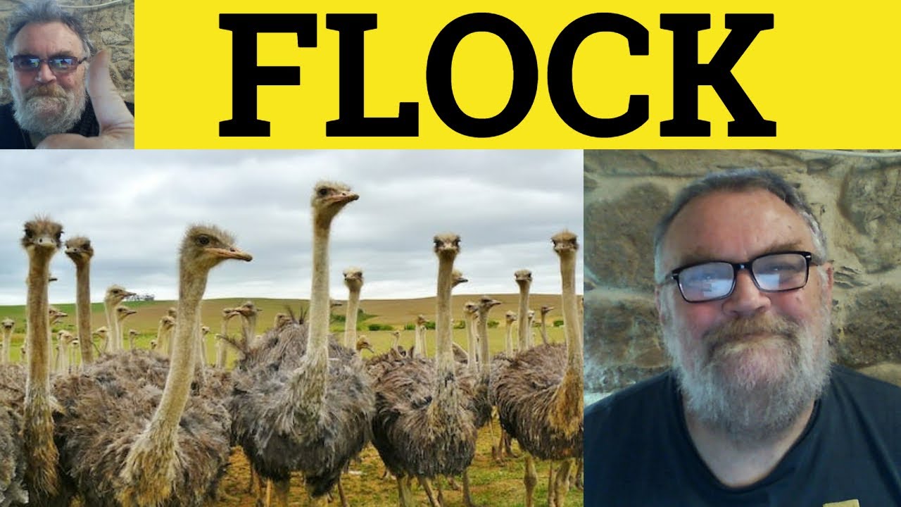 🔵 Flock Meaning - Flock Examples - Flock Defined - Noun and Verb - Flock