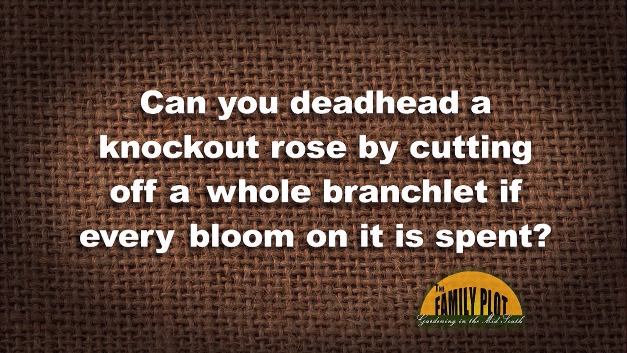 Q&A – Can you deadhead a knockout rose?