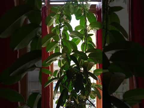 La mia iasomia de madagascar
