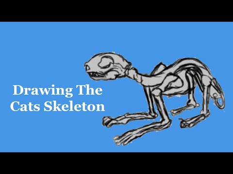 Drawing The Cats Skeleton