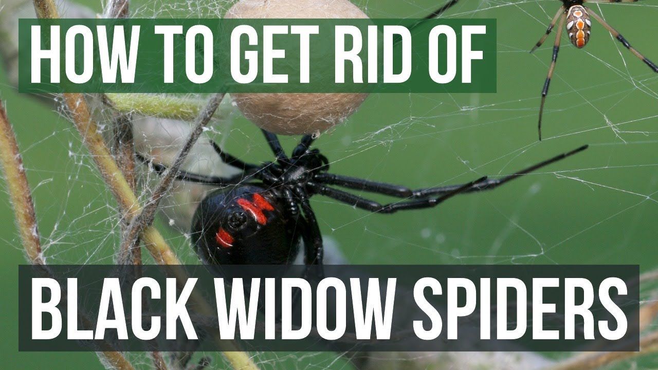 Black Widow Spider Control: How To Get Rid of Black Widow Spiders