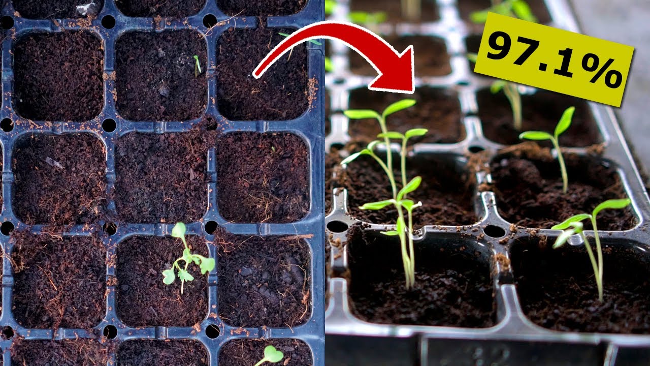 ACHIEVE 97.1% Seed Germination Rate | Seed Starting Guide