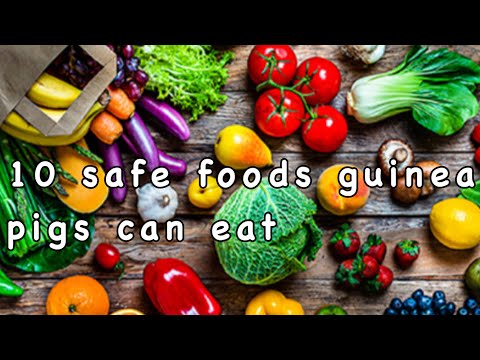 10 safe foods for Guinea pigs