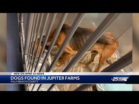 Animal shelter nursing emaciated dog back to health