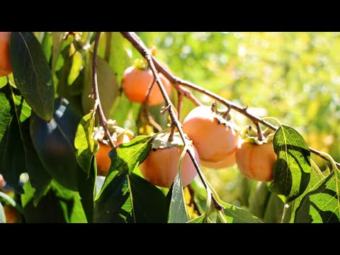 Abundant Persimmon Trees | A Tour, Tasting and Chat about Varieties