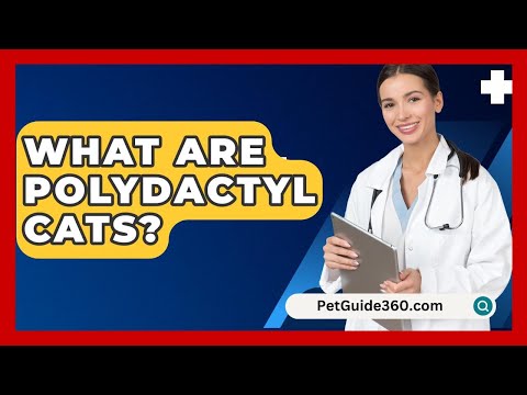 What Are Polydactyl Cats? - PetGuide360.com