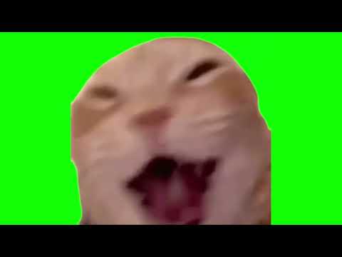 Green Screen Laughing Cat Meme