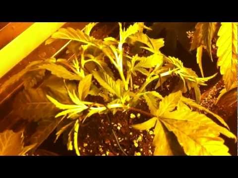 My Hurricane Technique creates and even canopy with lots of heads! 0309