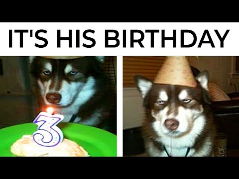 Dog Memes