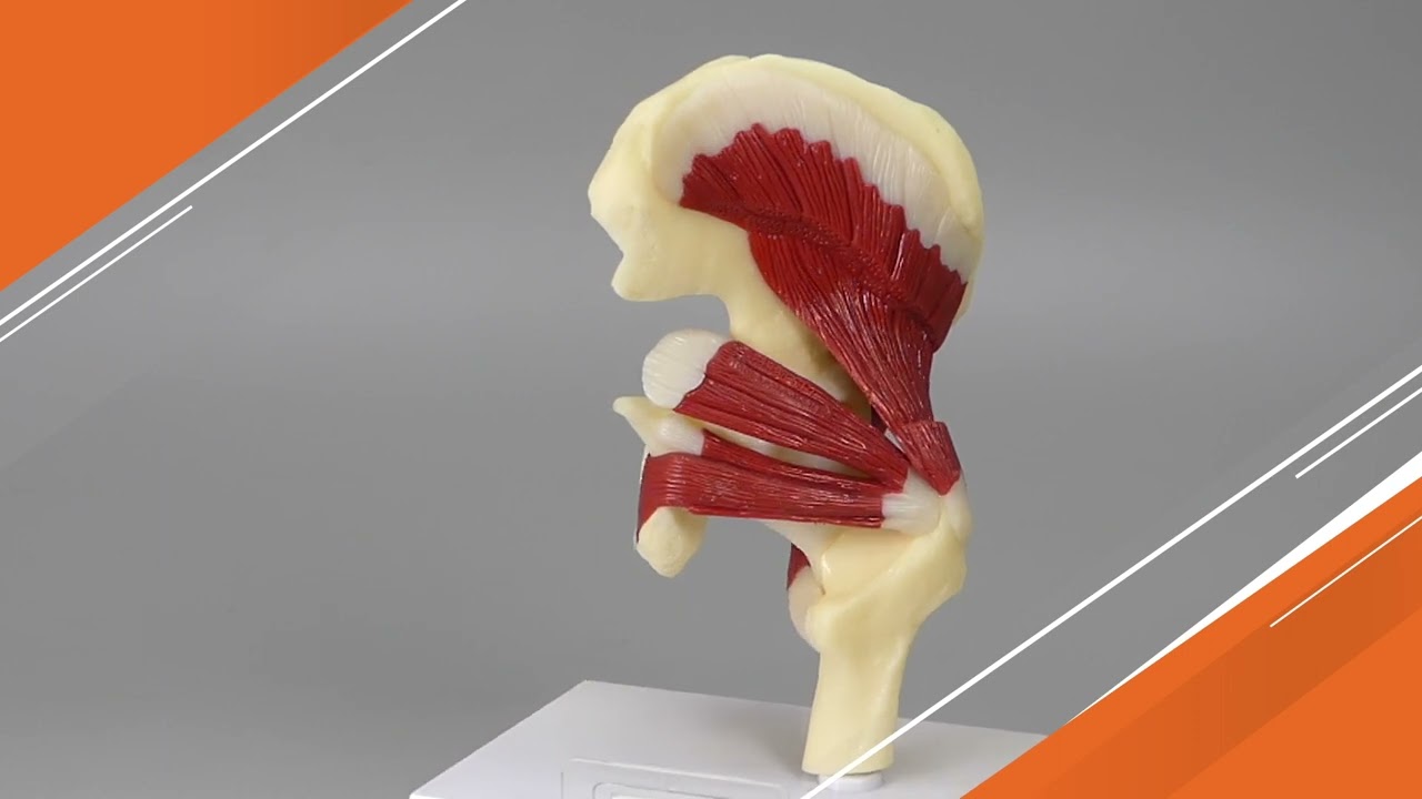 Hip Joint Model with Muscles | AnatomyStuff