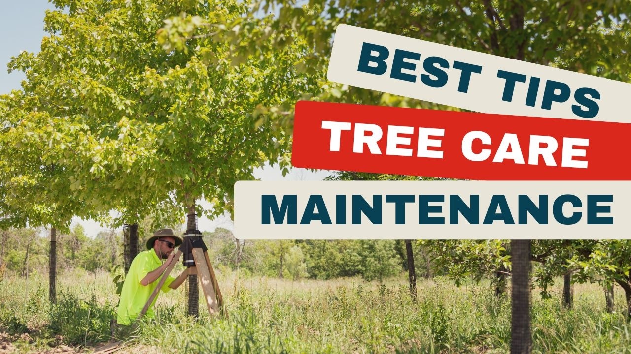 Best Tips for Seasonal Tree Care Maintenance