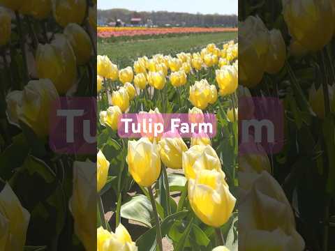 A must-visit spot in spring | tulip farm🌷