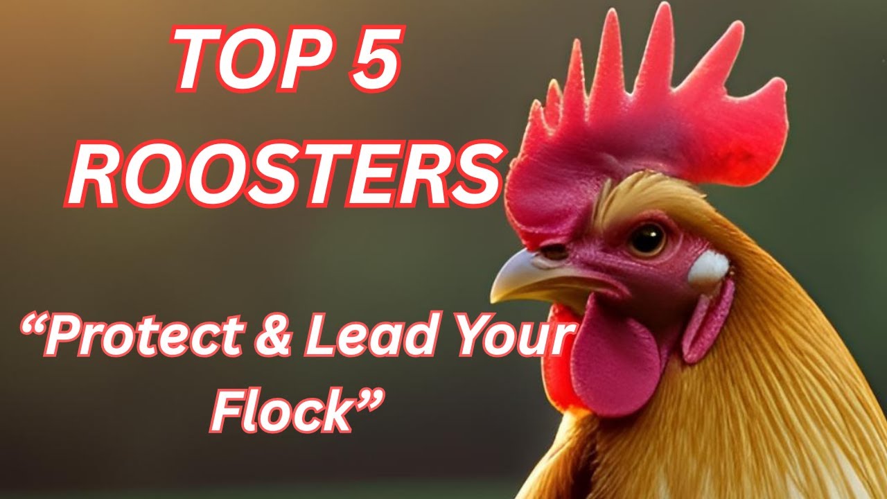 🐓Top 5 Rooster Breeds for Your Flock (And Why You Actually Need One!)