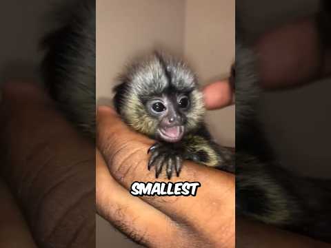 Fascinating Animal Facts You Didn't Know!#animalfacts#wildlife#facts