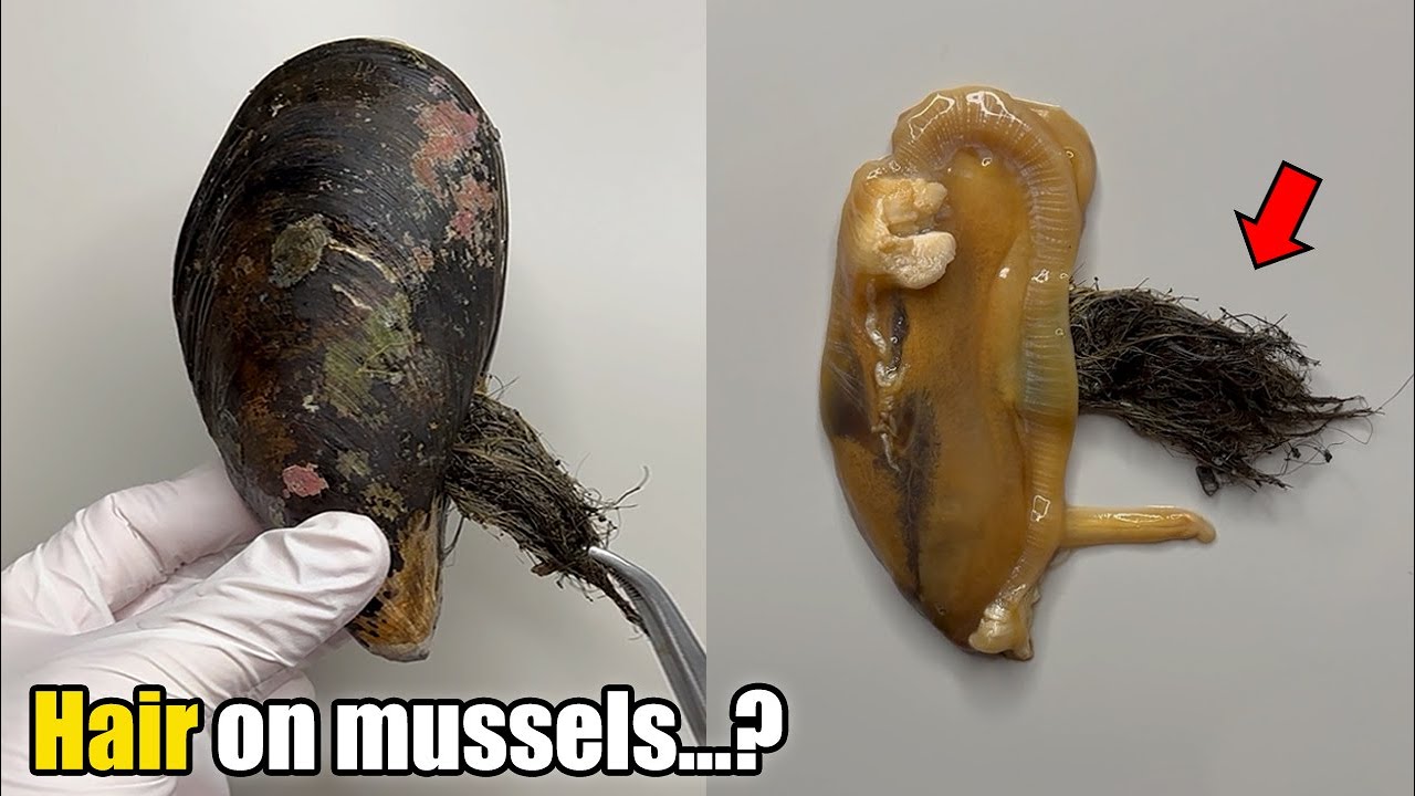 99% of You Have Eaten This: Unraveling the Hidden Hairs of a Mussel!