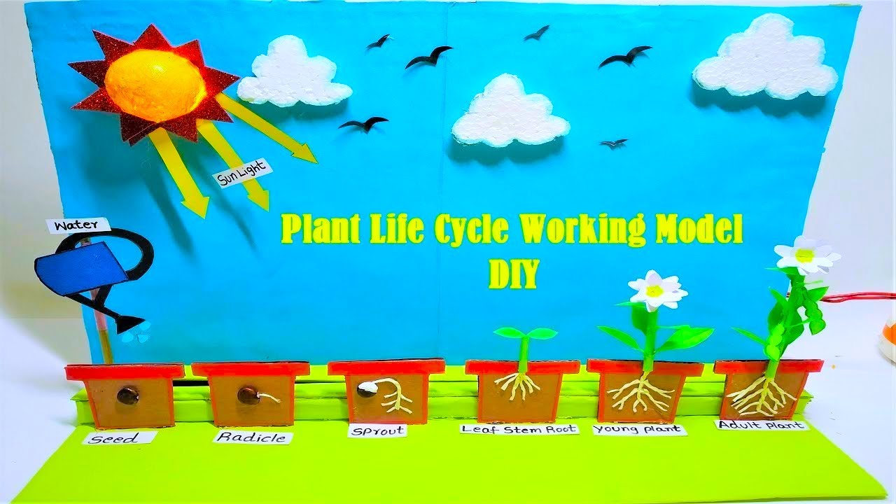 plant life cycle working model(seed germination) | inspire award science project | DIY @howtofunda