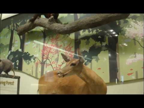 Smithsonian: Natural History Museum