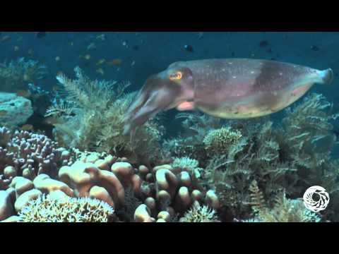 Cephalopods are Clever Hunters