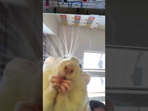 Cute Rat pets Ep-010 #Shorts