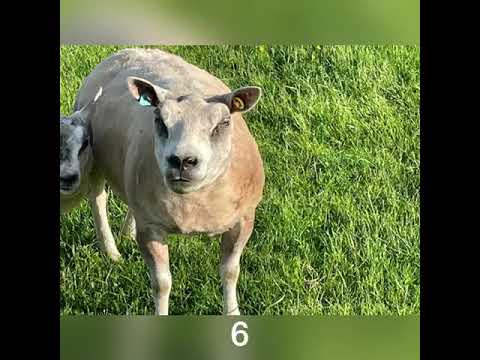 Virtual Royal Three Counties Show 2021 entries