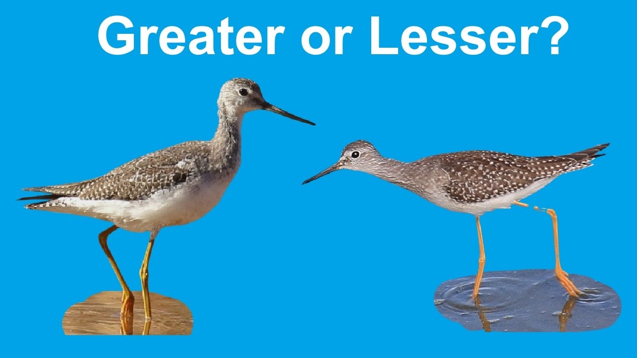 Lesser Yellowlegs vs Greater Yellowlegs | Bird ID in March
