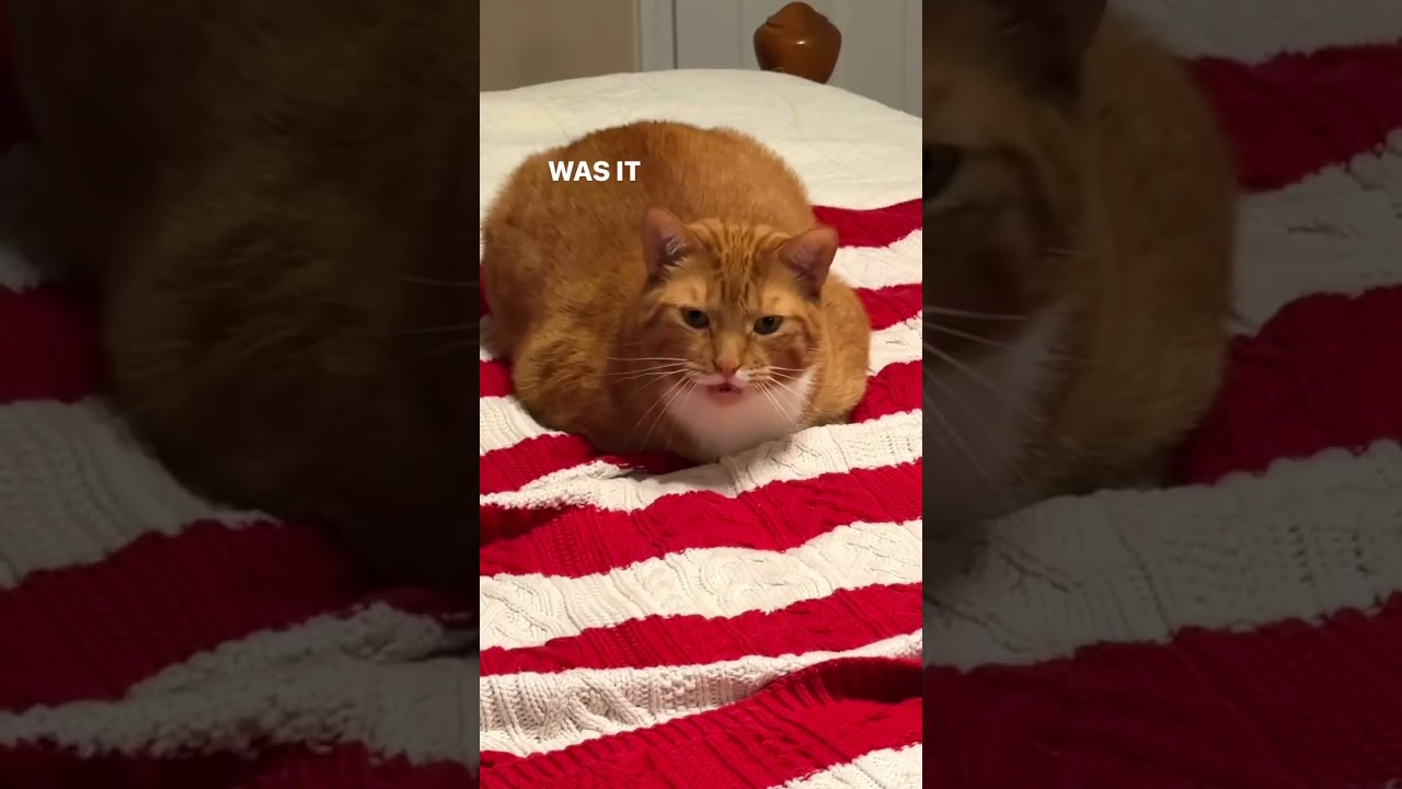 CATNAPS are the BEST naps 🐈💕 #cat #gingercat #subscribe #mygingercat #catlover #meow