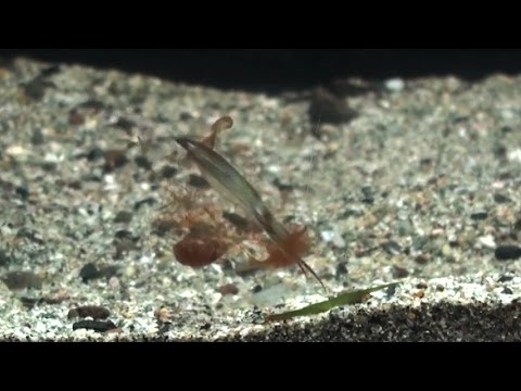 Japanese pygmy squid use ink for hunting