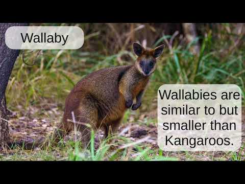 How to say "Wallaby" - Read Along (Australian Accent) Picture Dictionary