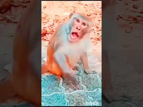cute goat ππ & monkey π funny π€£#funnyvideos #goat #monkey #viral #video #funny #shorts