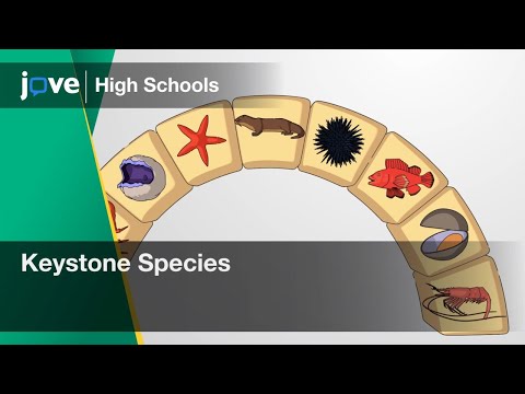 Keystone Species | Bio | Video Textbooks - Preview