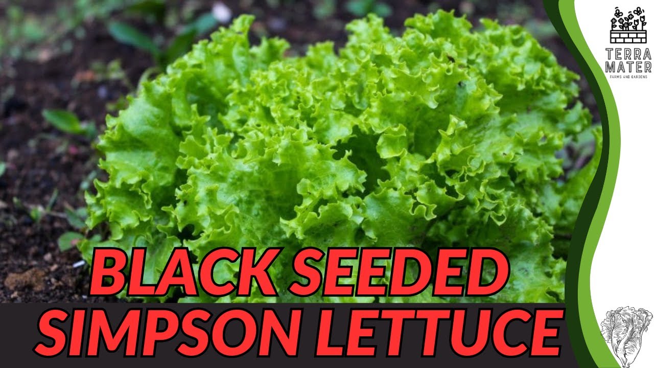 Grow Black Seeded Simpson Lettuce: Crisp, Early Harvest Greens! (Lactuca sativa)