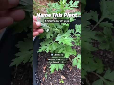 Name this plant 🌱Wormwood and Tarragon’s cousin! #shorts #herbalmedicine #herbalmedicineforthesoul