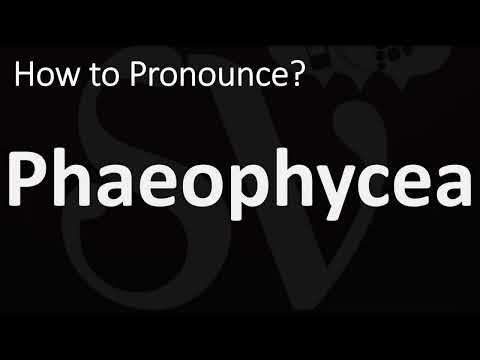 How to Pronounce Phaeophycea? (CORRECTLY)