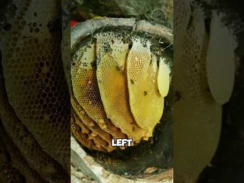 Honeycomb processed in strange way
