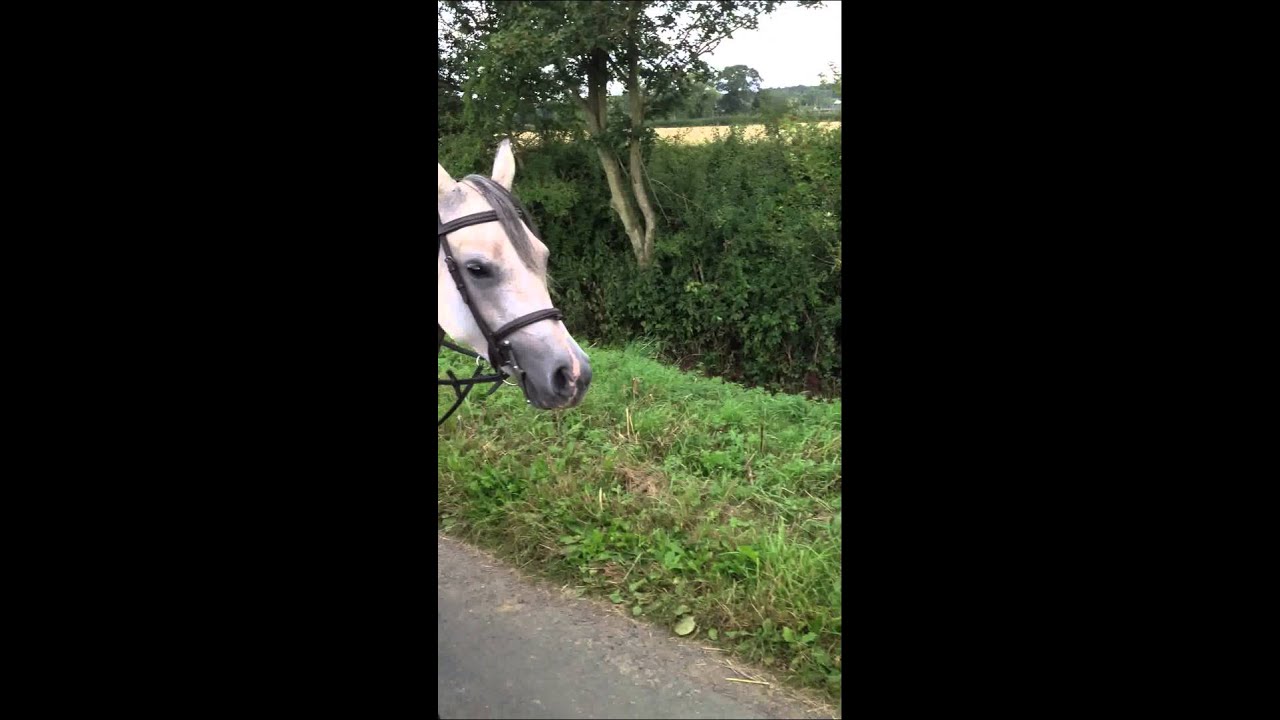 Just backed grey Arab mare