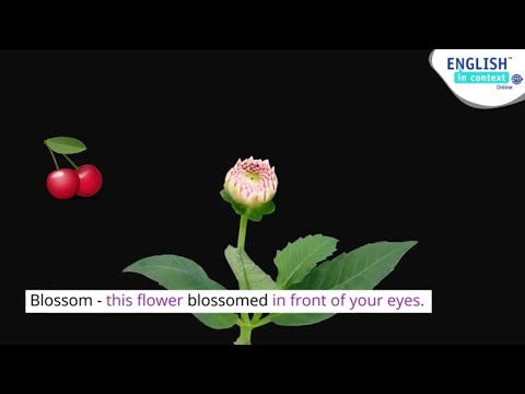 What does to blossom mean?